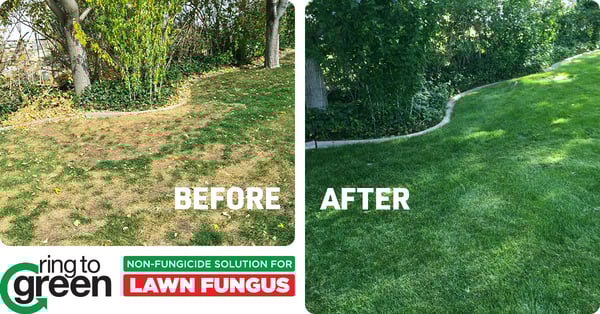 Diagnose & Treat Necrotic Ring Spot Fungus In A Lawn | IFA's Blog