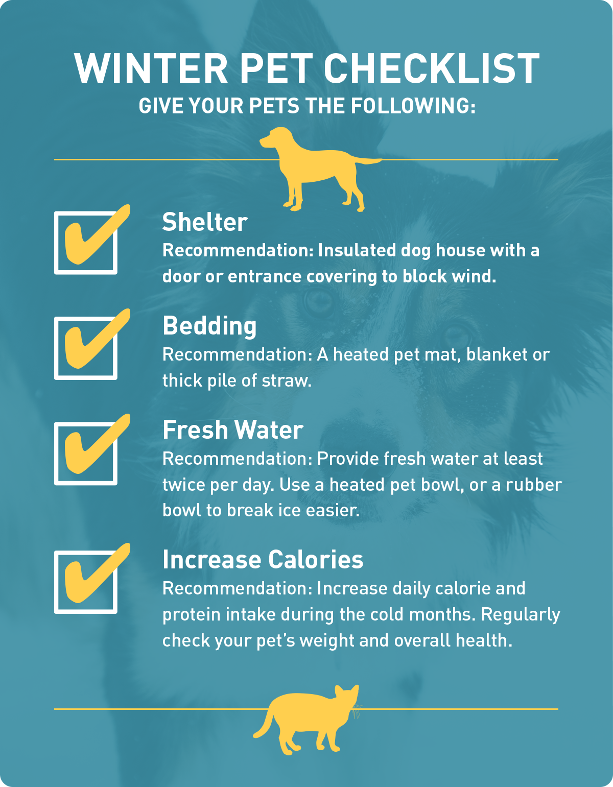 How to Care for Your Outdoor Pets During Winter | IFA's Blog