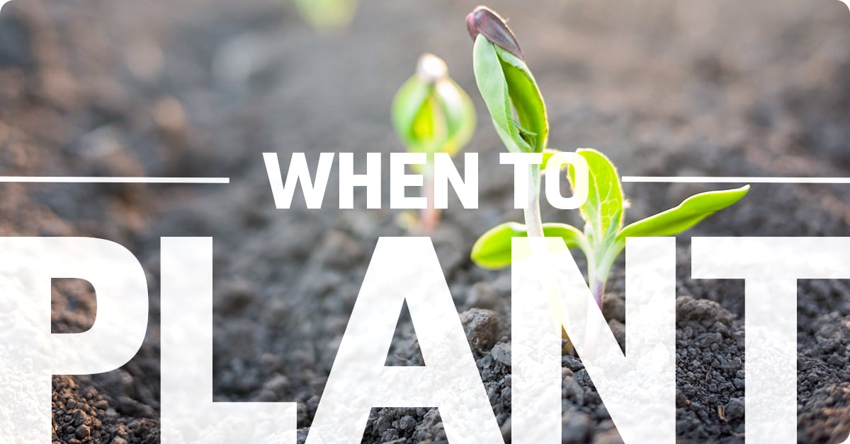 How to Start a Garden From Seeds | IFA's Helping to Grow Blog