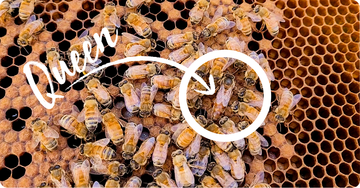 Time to Split! How to Split a Beehive | IFA's Helping to Grow Blog