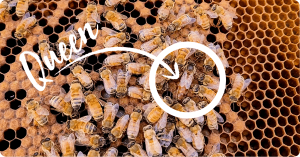 Time to Split! How to Split a Beehive | IFA's Helping to Grow Blog