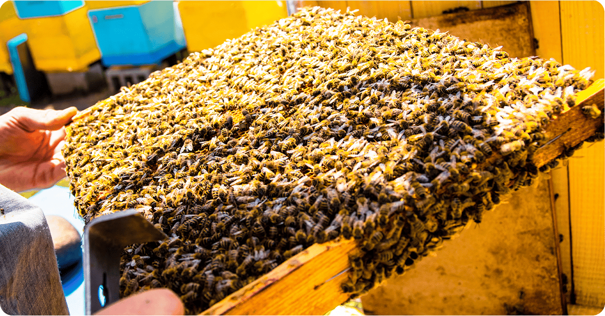 Time to Split! How to Split a Beehive | IFA's Helping to Grow Blog