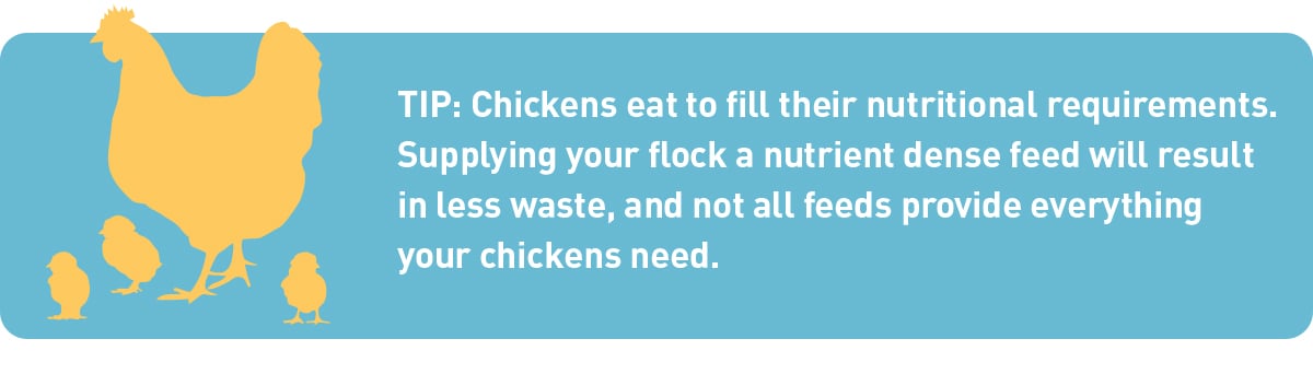What To Feed Your Chickens From Chicks To Egg-Laying Hens | IFA's Blog