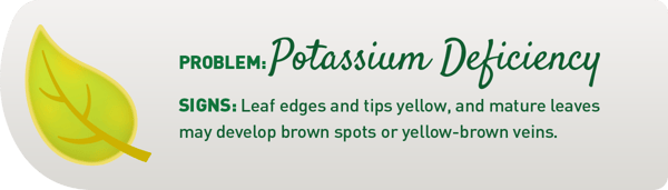 8 Reasons Plant Leaves Turn Yellow | IFA's Helping to Grow Blog