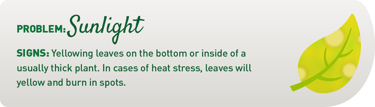 8 Reasons Plant Leaves Turn Yellow | IFA's Helping to Grow Blog