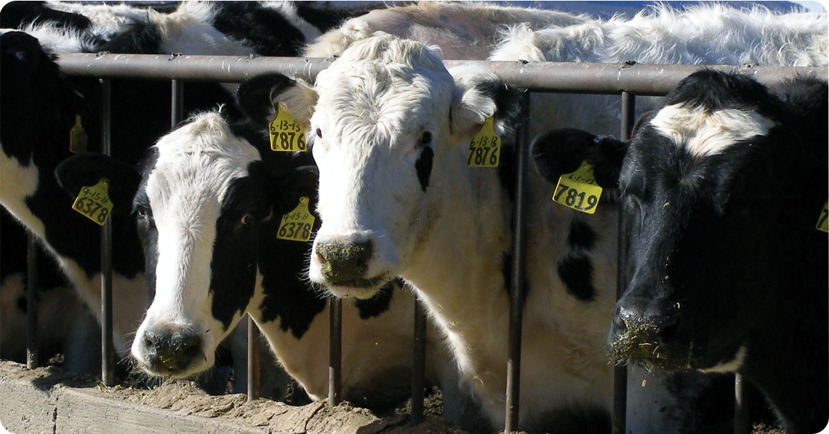 Optimizing Feed Intake in Dairy Cattle | IFA's Helping to Grow Blog