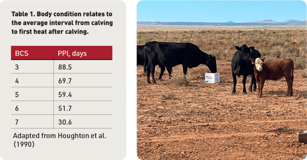 Cattle Feed Supplements: Protein Tubs and Blocks | Helping You Grow