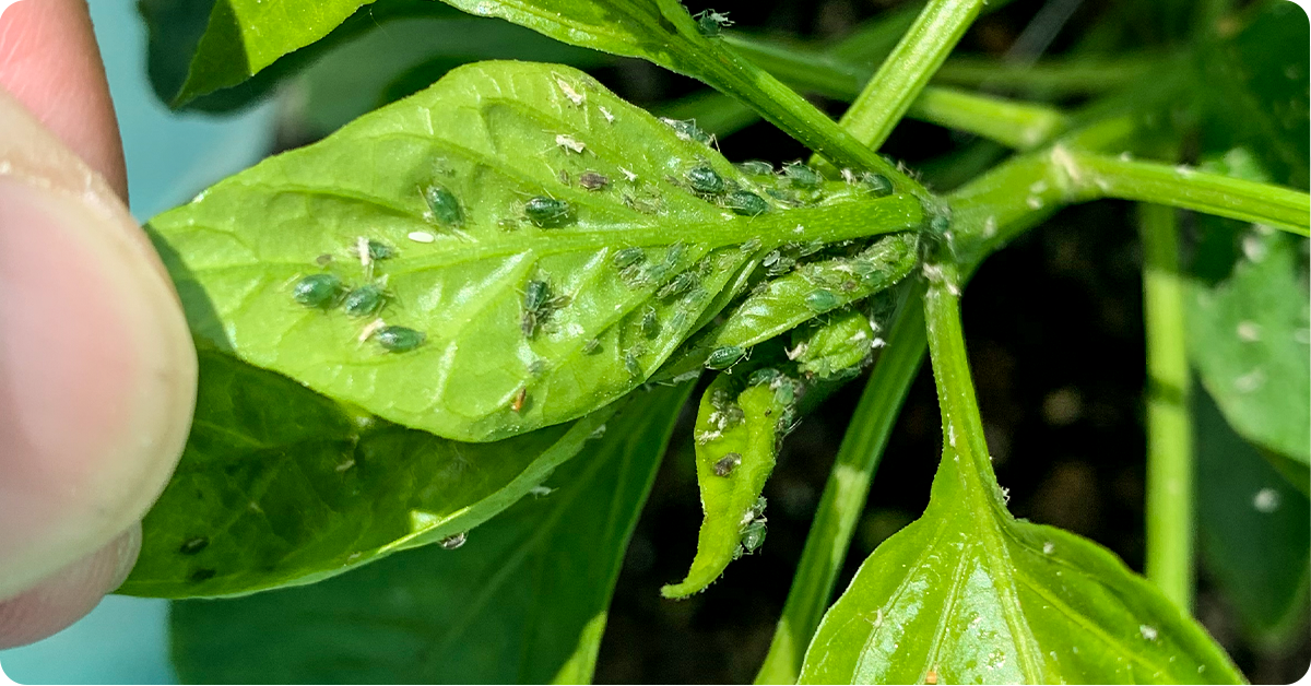 Tips for Aphid Control and Treatment | IFA’s Blog