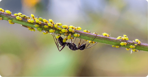 Tips for Aphid Control and Treatment | IFA’s Blog