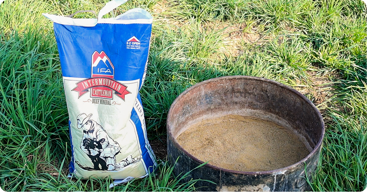 Supplement Grass-Fed Cattle with Beef Mineral | IFA's Blog
