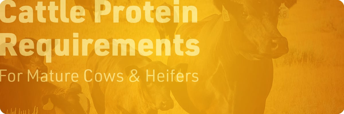 The Ultimate Guide to Beef Cattle Protein Supplementation | IFA's Blog