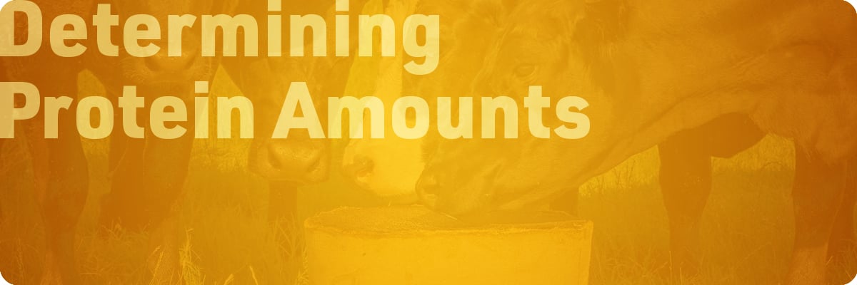 The Ultimate Guide to Beef Cattle Protein Supplementation | IFA's Blog