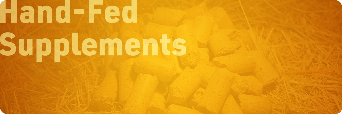 The Ultimate Guide to Beef Cattle Protein Supplementation | IFA's Blog