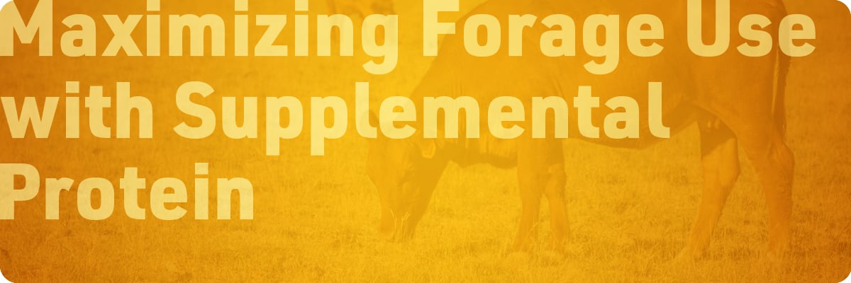 The Ultimate Guide to Beef Cattle Protein Supplementation | IFA's Blog