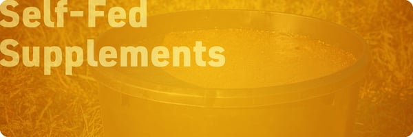 The Ultimate Guide to Beef Cattle Protein Supplementation | IFA's Blog