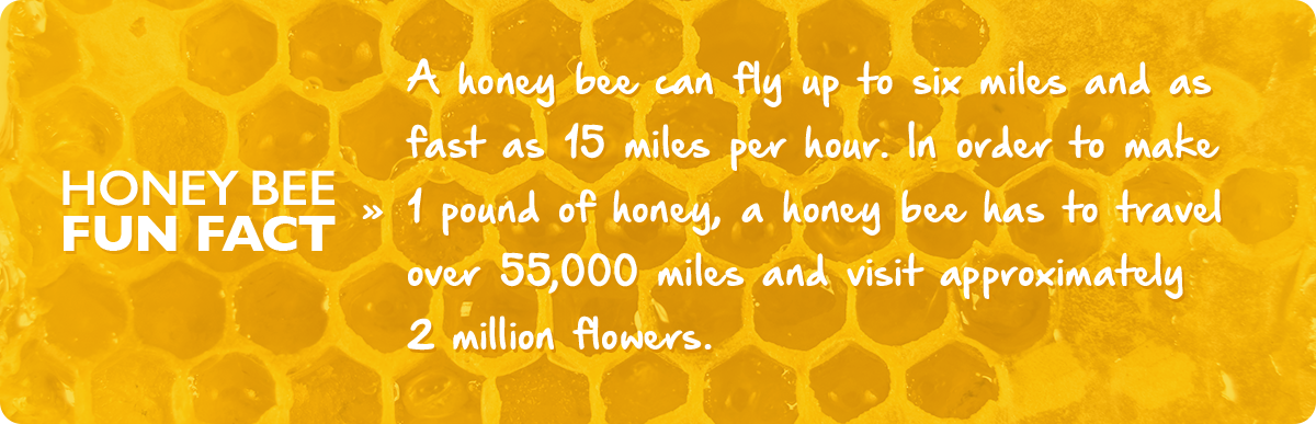 Monthly Beekeeping Guide: Beehive Activity and To-Dos | IFA's Blog