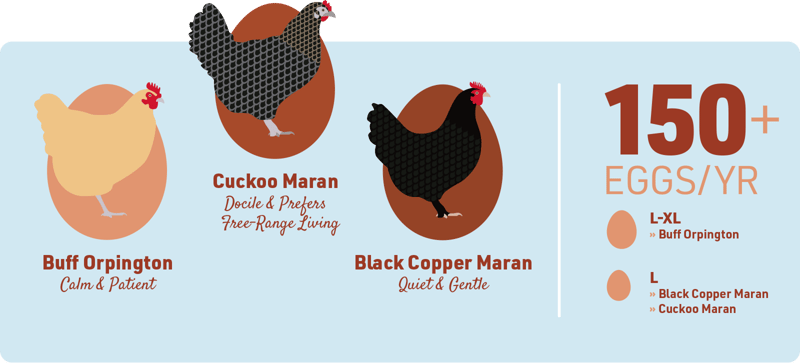 The Best Egg Laying Chickens A Guide To Egg Production Ifa S Blog