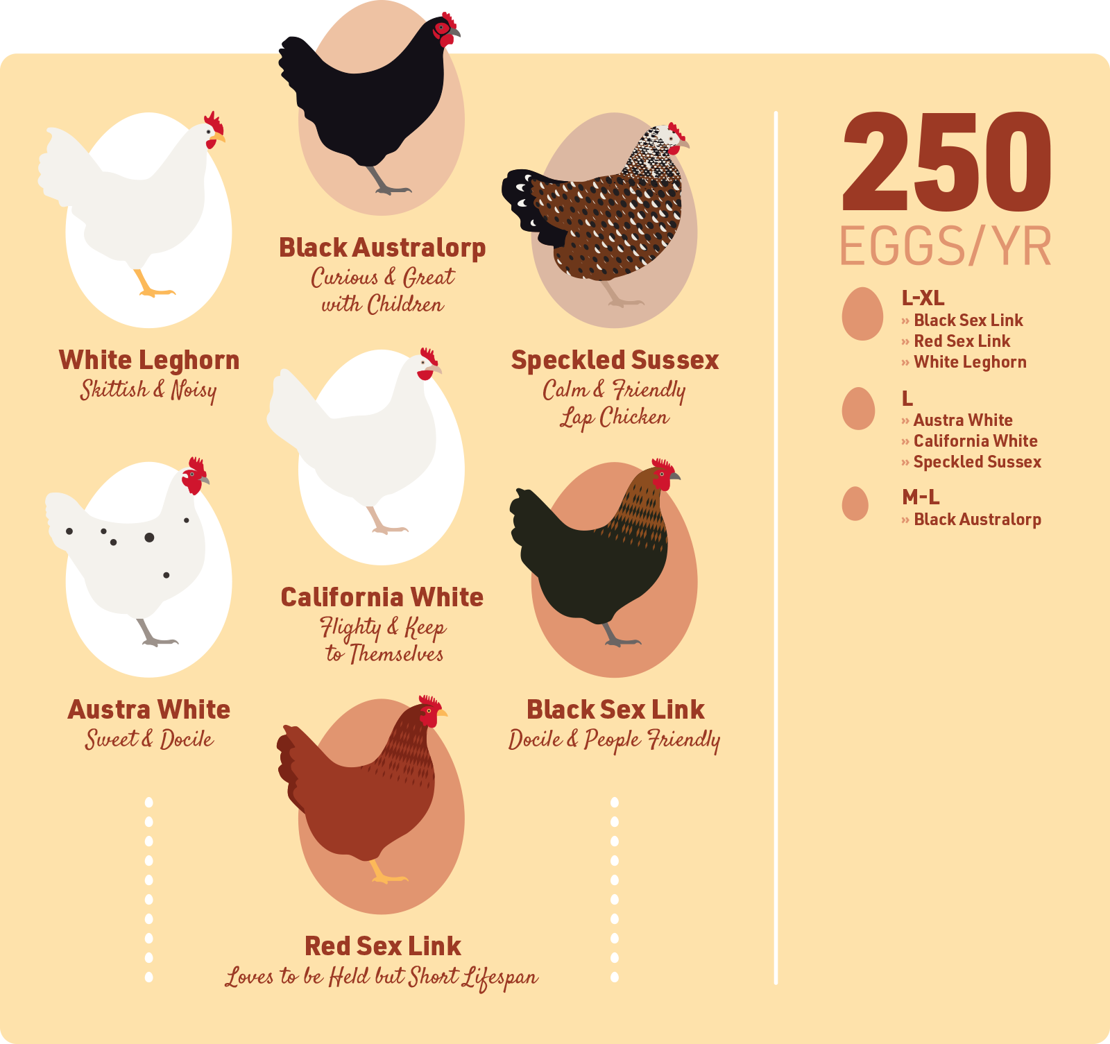 The Best Egg Laying Chickens: A Guide to Egg Production | IFA's Blog