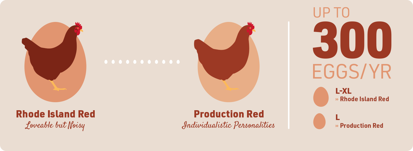 The Best Egg Laying Chickens: A Guide to Egg Production | IFA's Blog