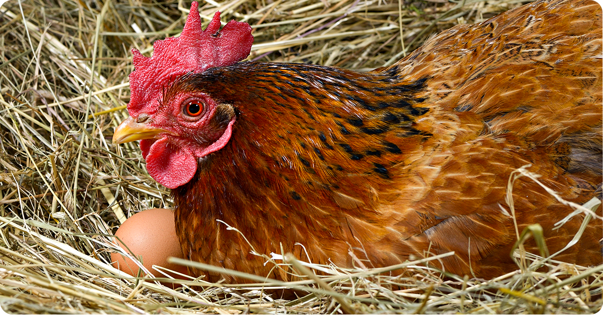 The Hen House: IFA’s Ultimate Guide to Chicken Coops | IFA's Blog