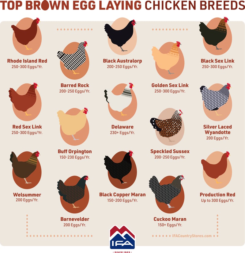 What Chickens Lay Brown Eggs? | IFA’s Helping to Grow Blog