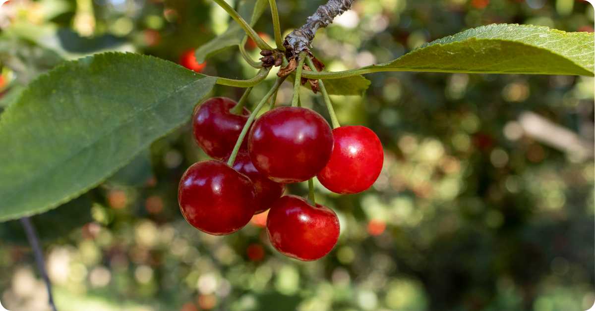 Growing Fruit Trees in Utah | IFA's Helping to Grow Blog