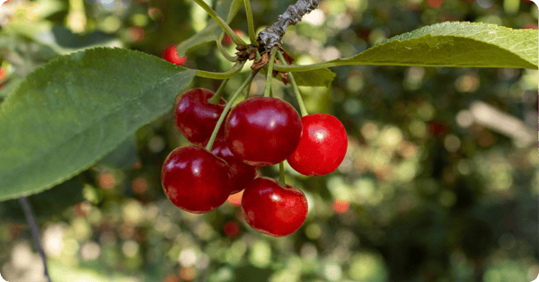 Growing Fruit Trees in Utah | IFA's Helping to Grow Blog