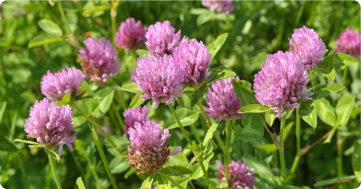 Clover Cover Crop | Helping to Grow