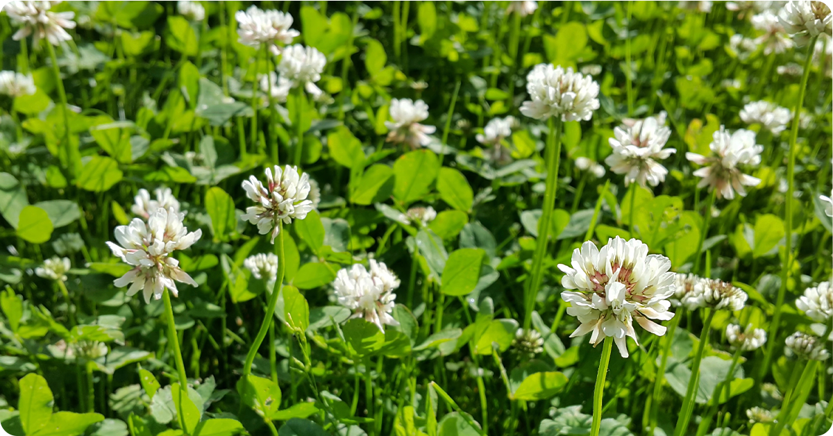 Clover Cover Crop | Helping to Grow