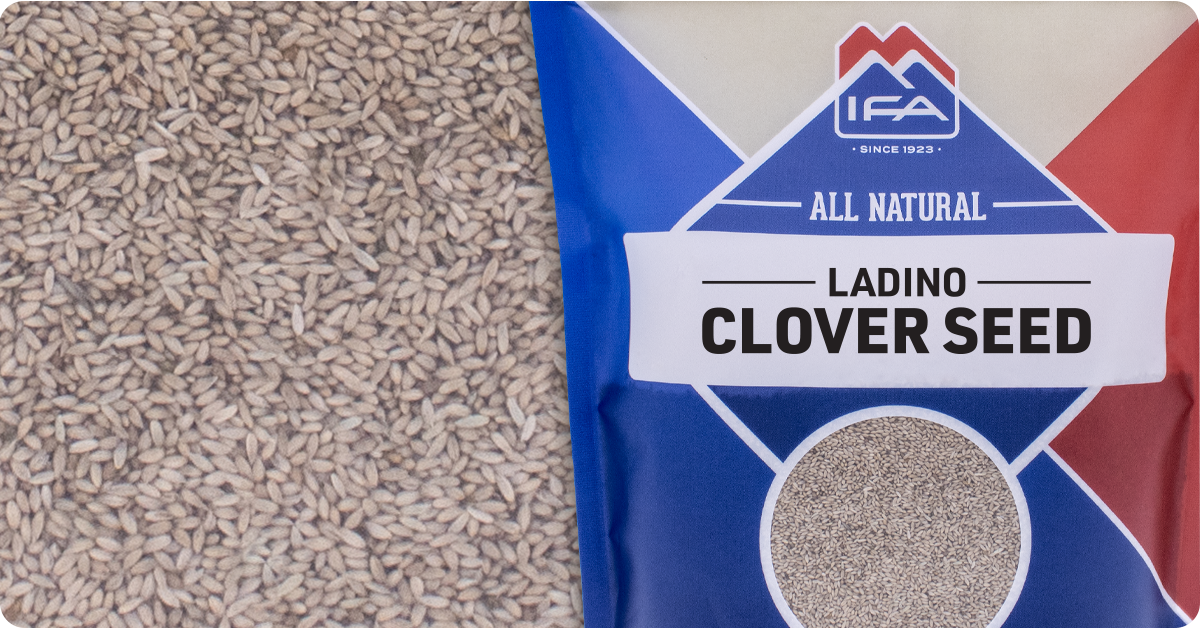 Clover Cover Crop | Helping to Grow
