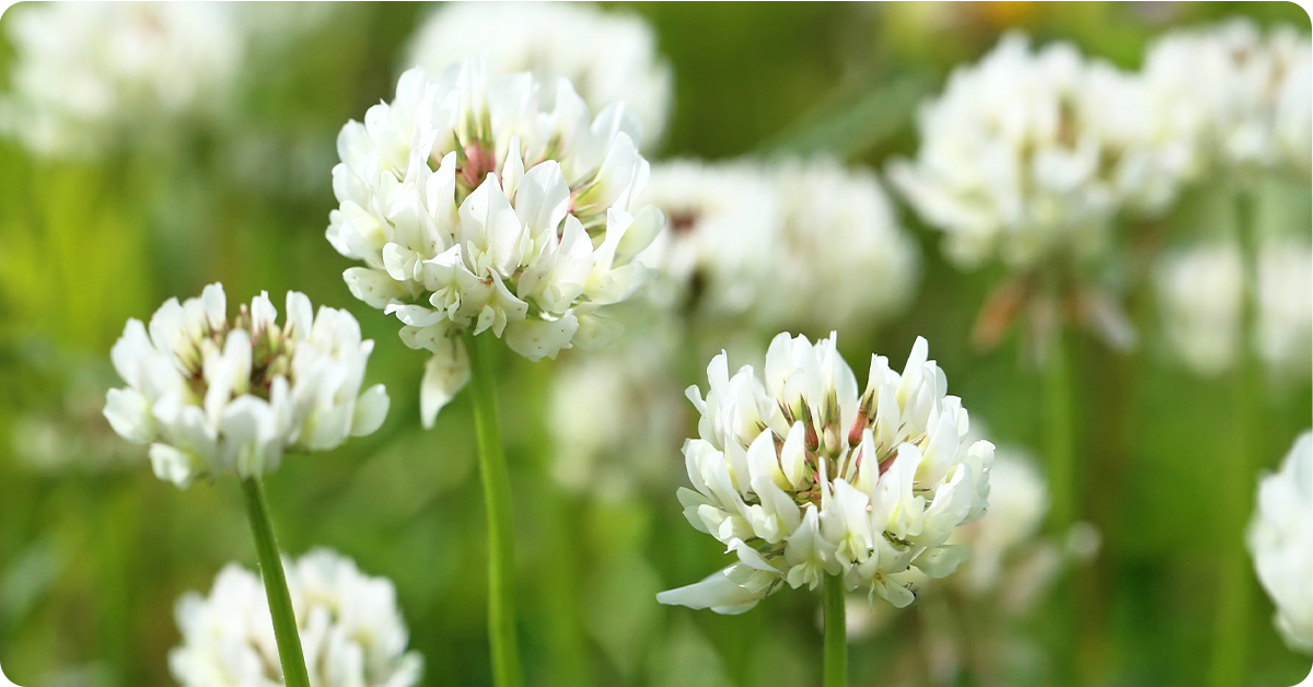 Clover Seed for Lawns | Helping to Grow