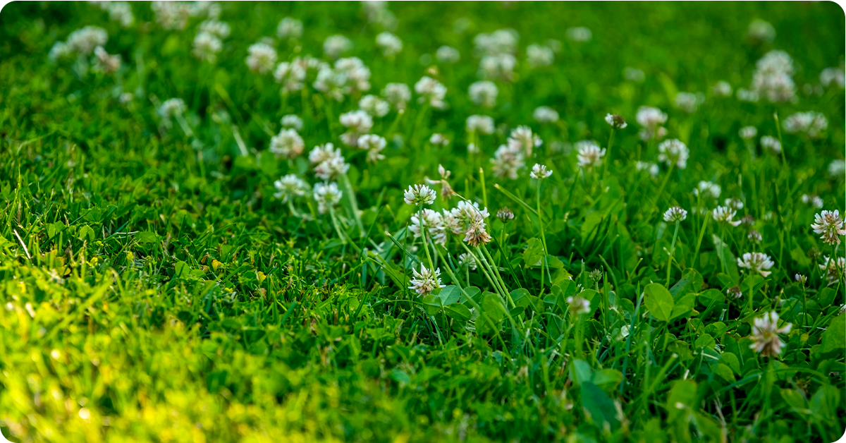 Clover Seed for Lawns | Helping to Grow