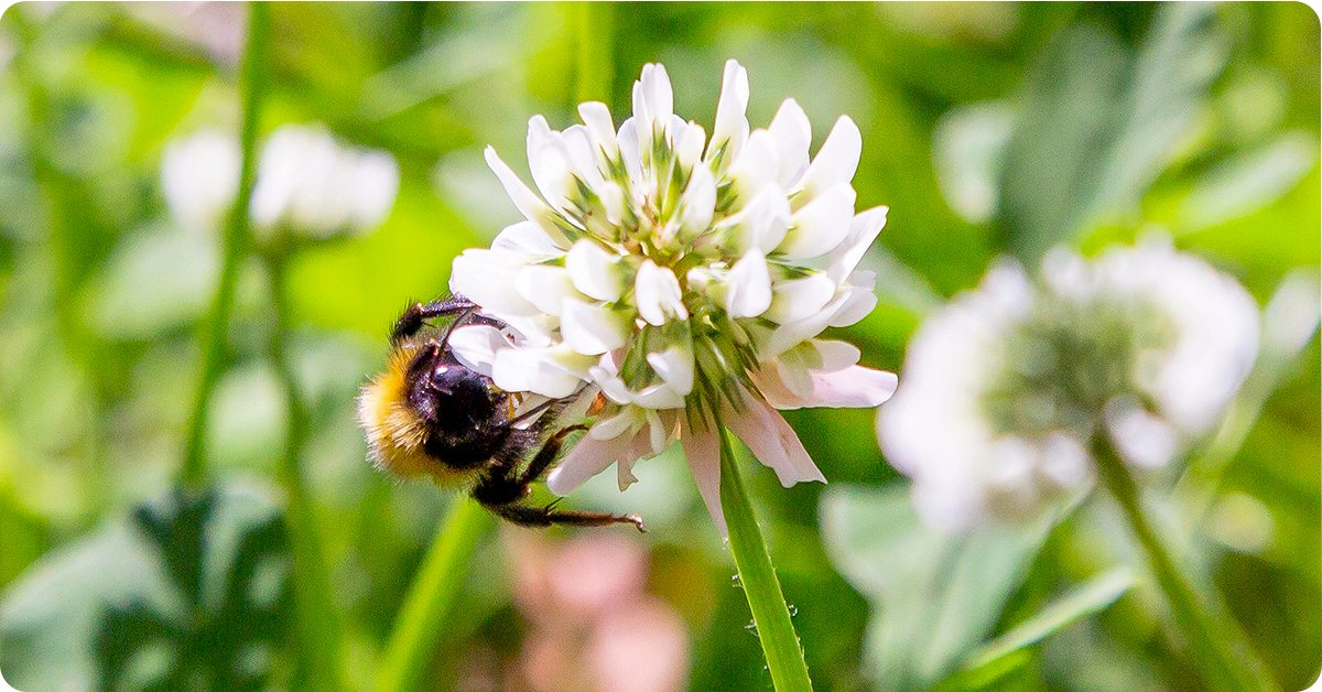 Clover Seed for Lawns | Helping to Grow