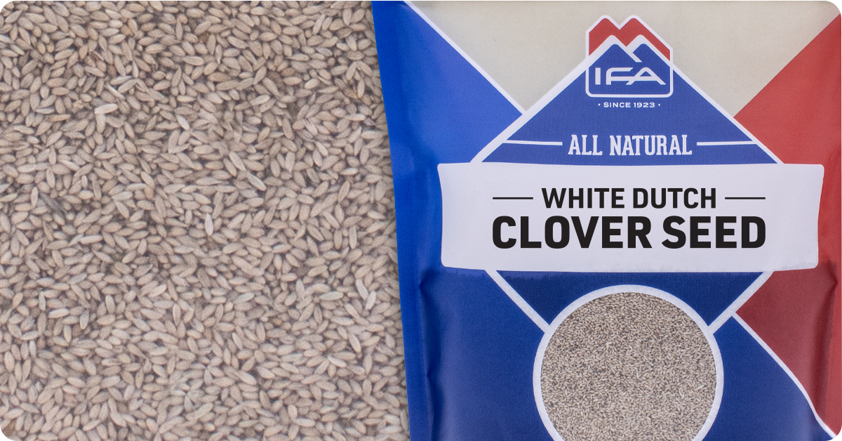 Clover Seed for Lawns | Helping to Grow