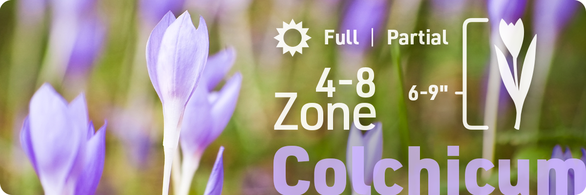 12 Bulbs to Plant This Fall for Spring Flowers | IFA Country Stores