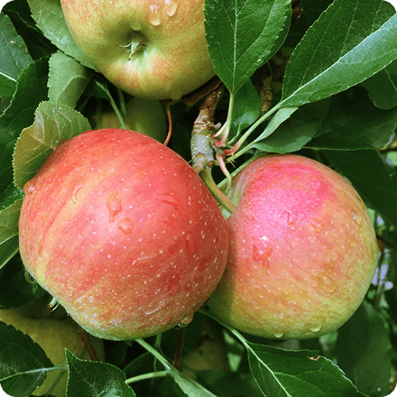 Growing Fruit Trees in Utah | IFA's Helping to Grow Blog