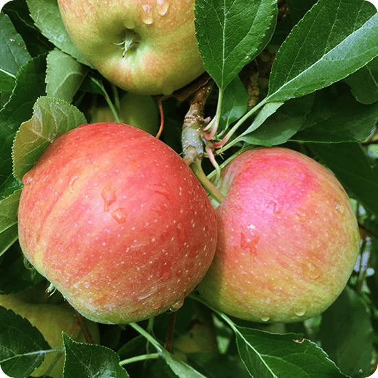Growing Fruit Trees in Utah | IFA's Helping to Grow Blog