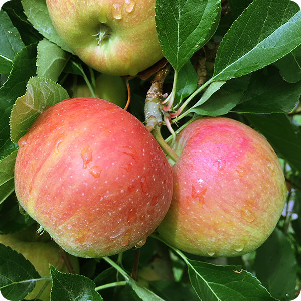 Growing Fruit Trees in Utah | IFA's Helping to Grow Blog