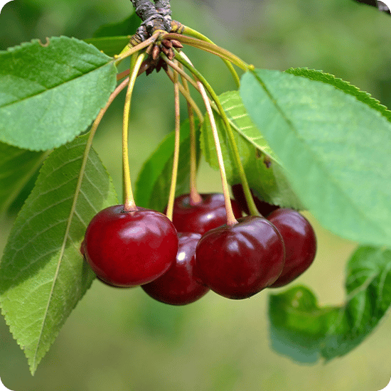 Growing Fruit Trees in Utah | IFA's Helping to Grow Blog