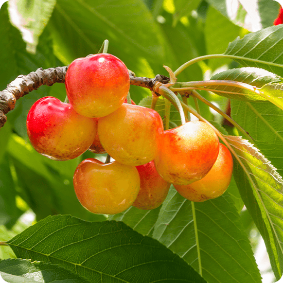 Growing Fruit Trees in Utah | IFA's Helping to Grow Blog