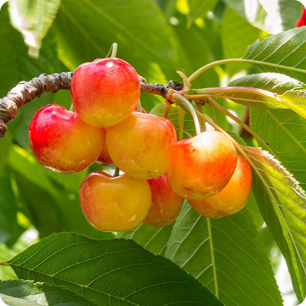 Growing Fruit Trees in Utah | IFA's Helping to Grow Blog