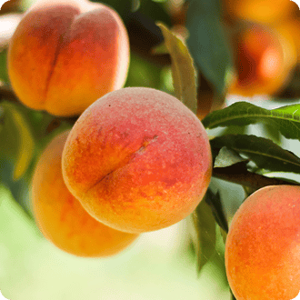 Growing Fruit Trees in Utah | IFA's Helping to Grow Blog