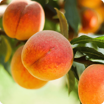 Growing Fruit Trees in Utah | IFA's Helping to Grow Blog