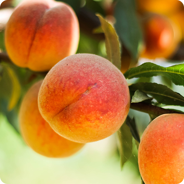 Growing Fruit Trees in Utah | IFA's Helping to Grow Blog
