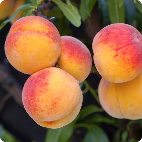 Growing Fruit Trees in Utah | IFA's Helping to Grow Blog