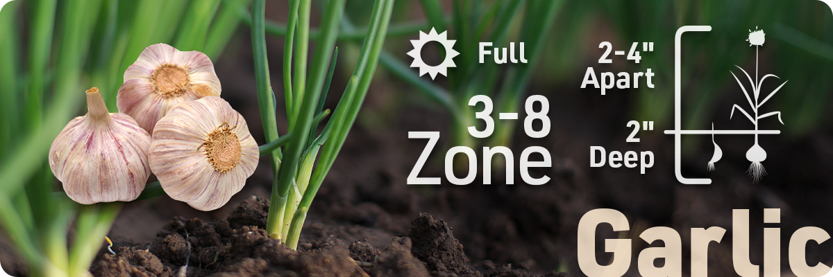 12 Bulbs to Plant This Fall for Spring Flowers | IFA Country Stores