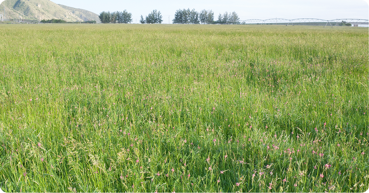 IFA's Grass-Fed Beef Irrigated Pasture Seed Mix | IFA's Blog