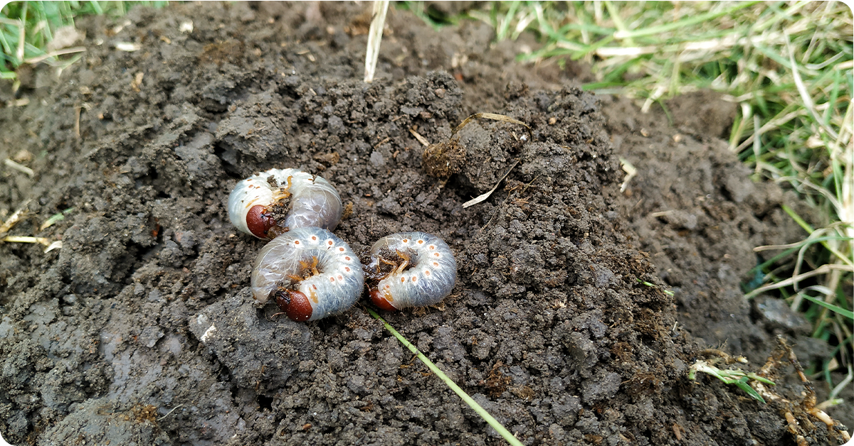 How To Get Rid of Grub Worms In Your Lawn | IFA's Helping to Grow Blog