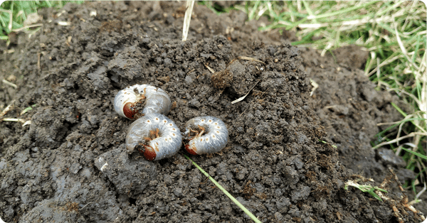 How To Get Rid of Grub Worms In Your Lawn | IFA's Helping to Grow Blog
