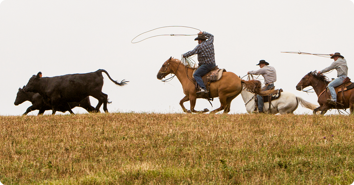 Selecting the Right Rodeo and Ranch Rope | IFA's Helping to Grow Blog